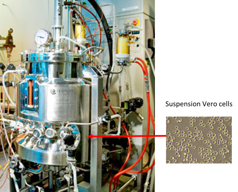 NRC – Suspension Vero cell culture technology is transforming vaccine ... NRC – Suspension Vero cell culture technology is transforming vaccine ...